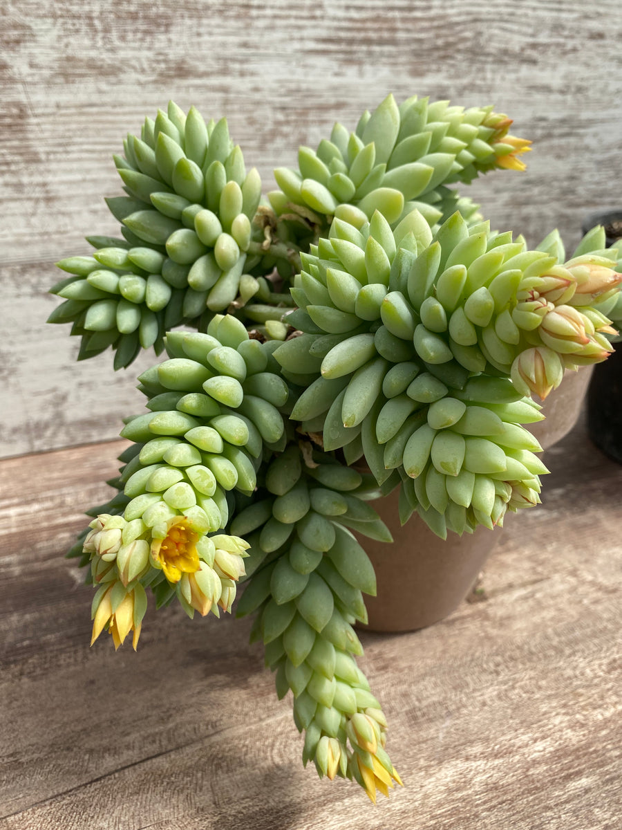 Crassulaceae Sedeveria Peridot Passion – Busy Bee Farms LLC